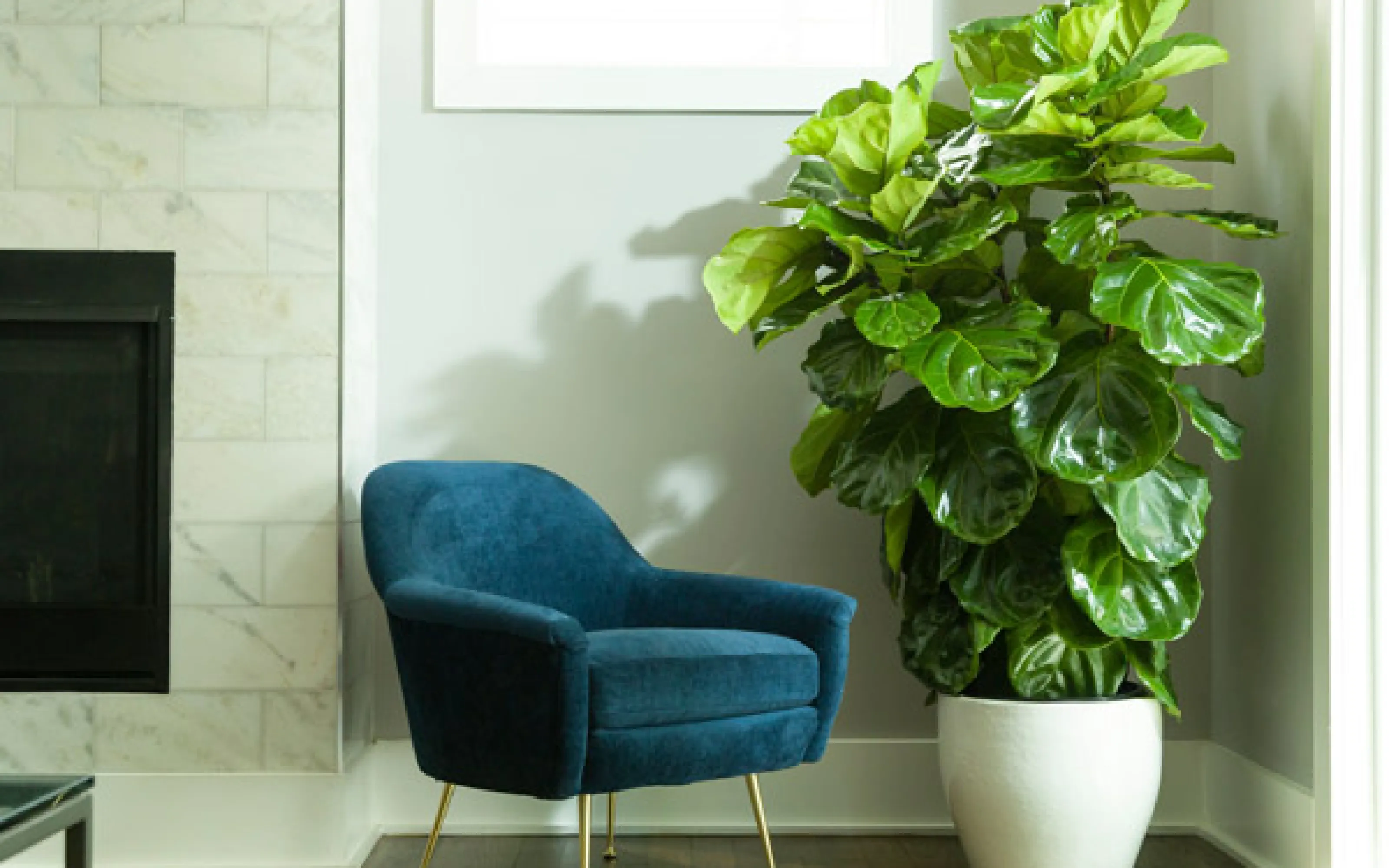 2020 Trends - Houseplants | Pike Nurseries