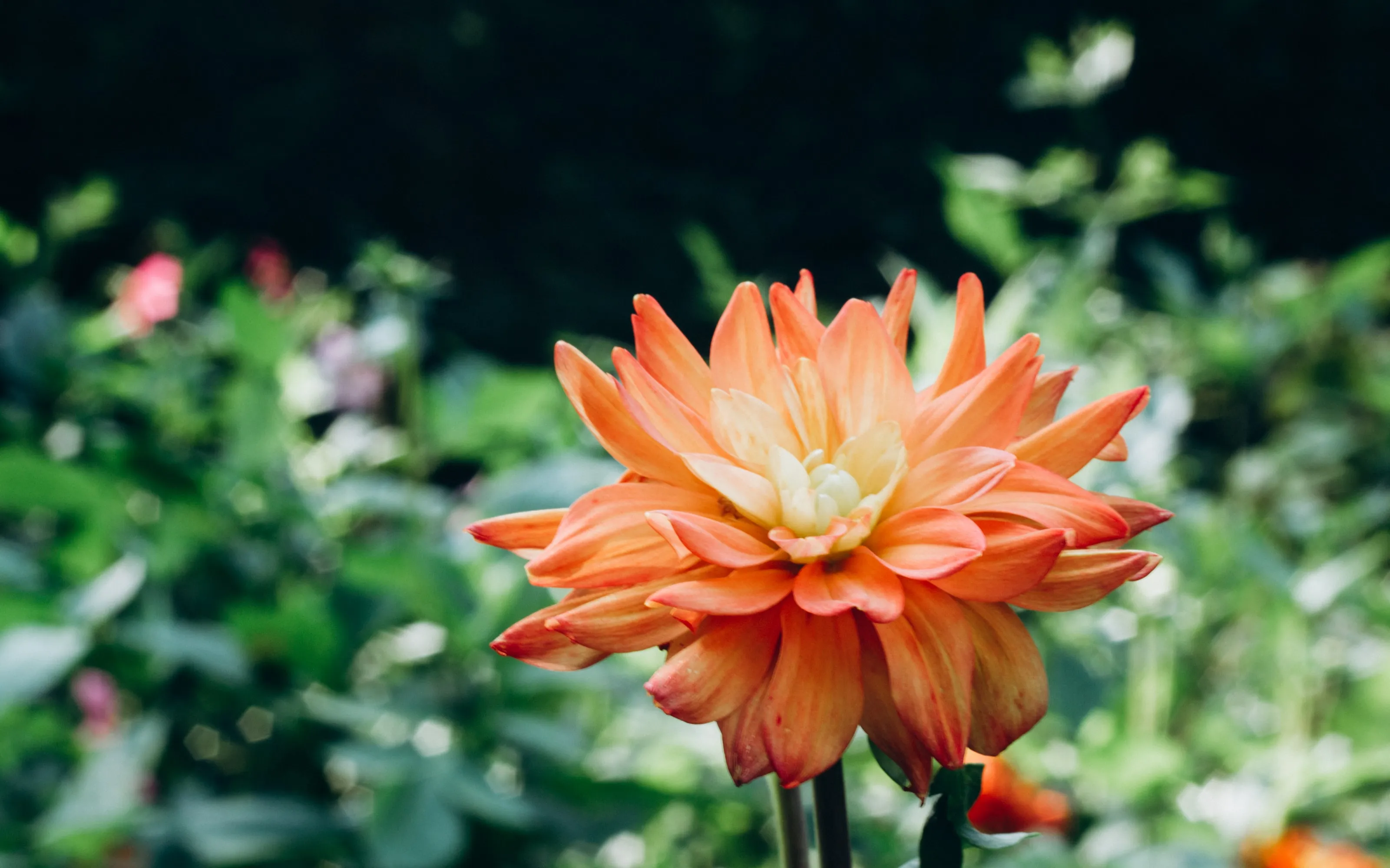 Fall Planting Guide | Pike Nurseries