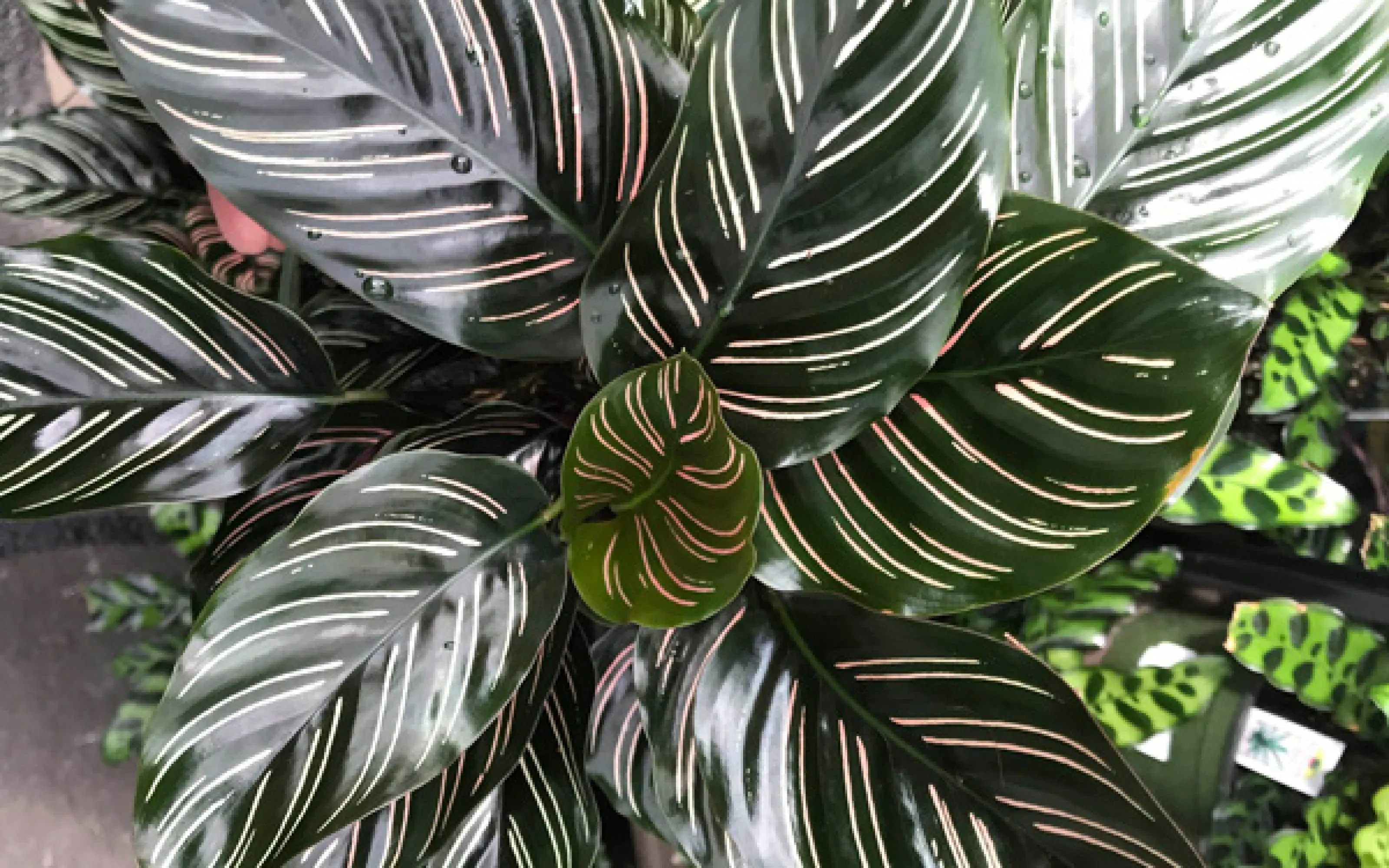 2020 Trends - Houseplants | Pike Nurseries