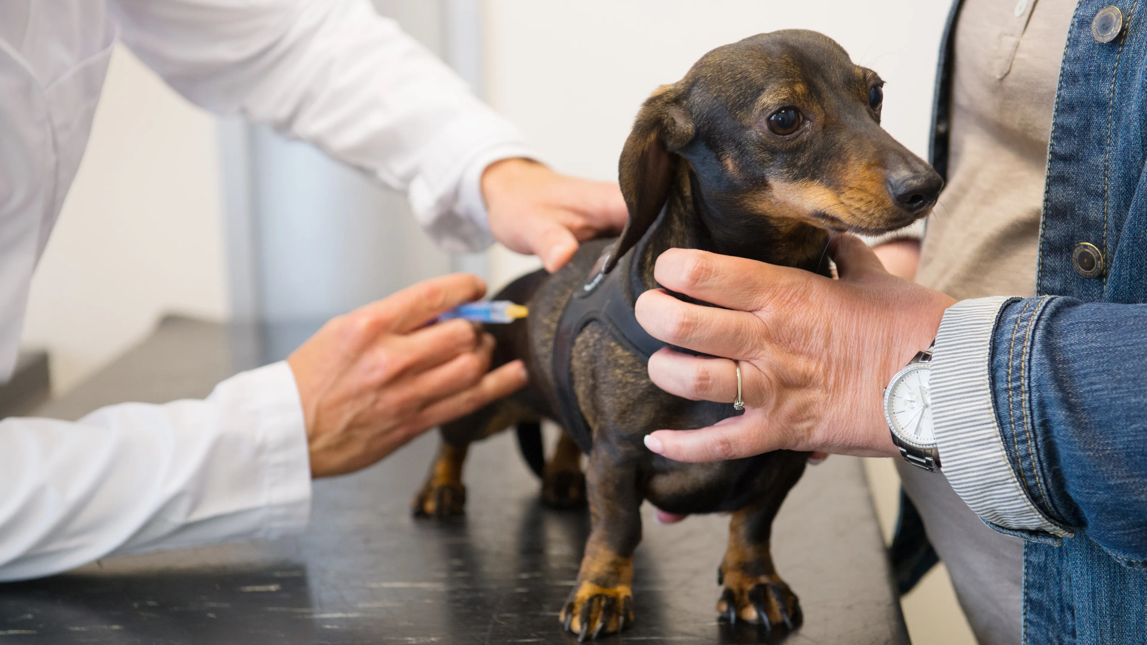 Preventative Care Plans | Pet Wellness Plans | Four Paws Animal Hospital