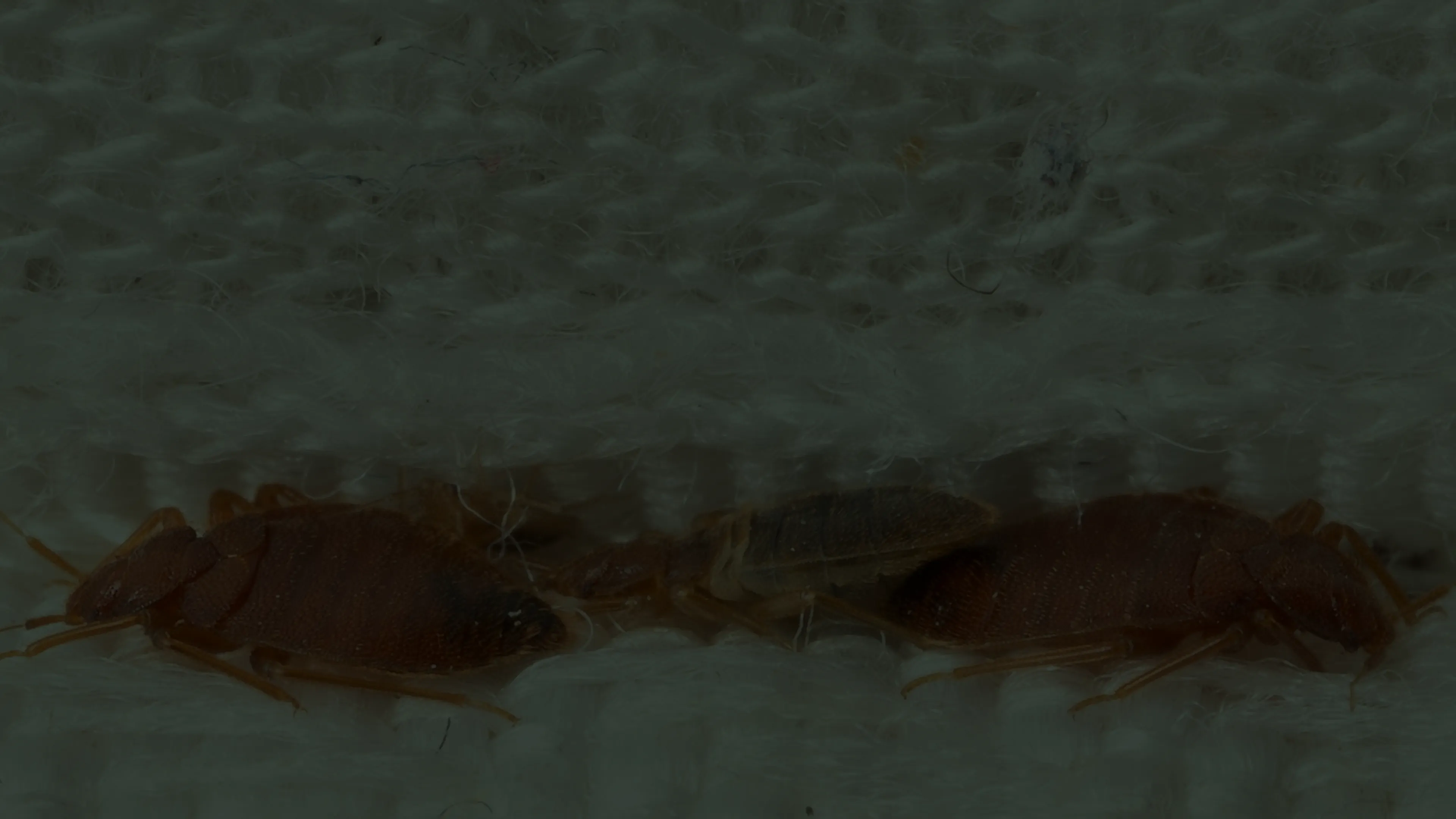 Bed Bug Control Greenix Pest Control