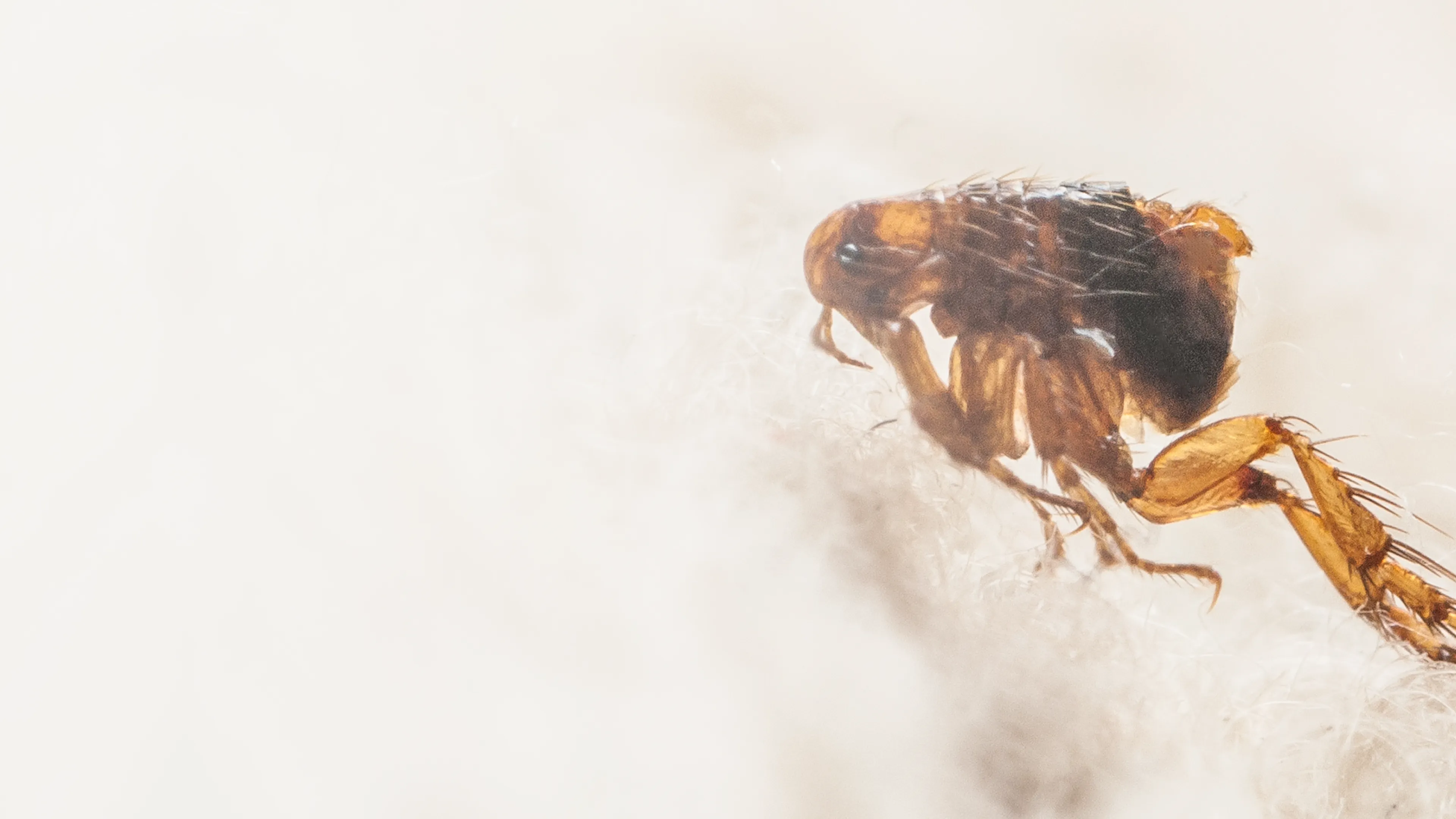 Fleas | Mission Pest Control