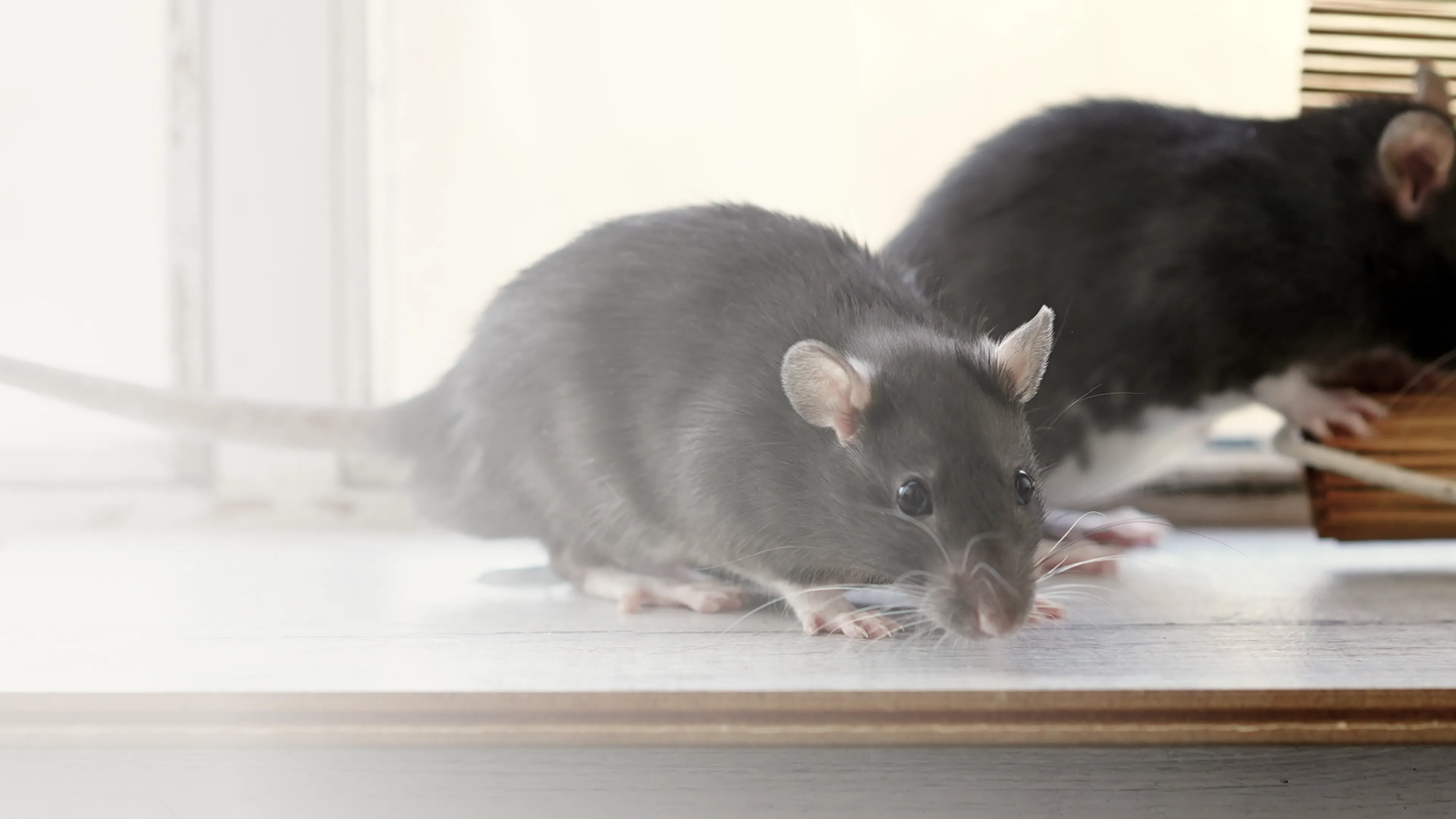 Rodents | Mission Pest Control
