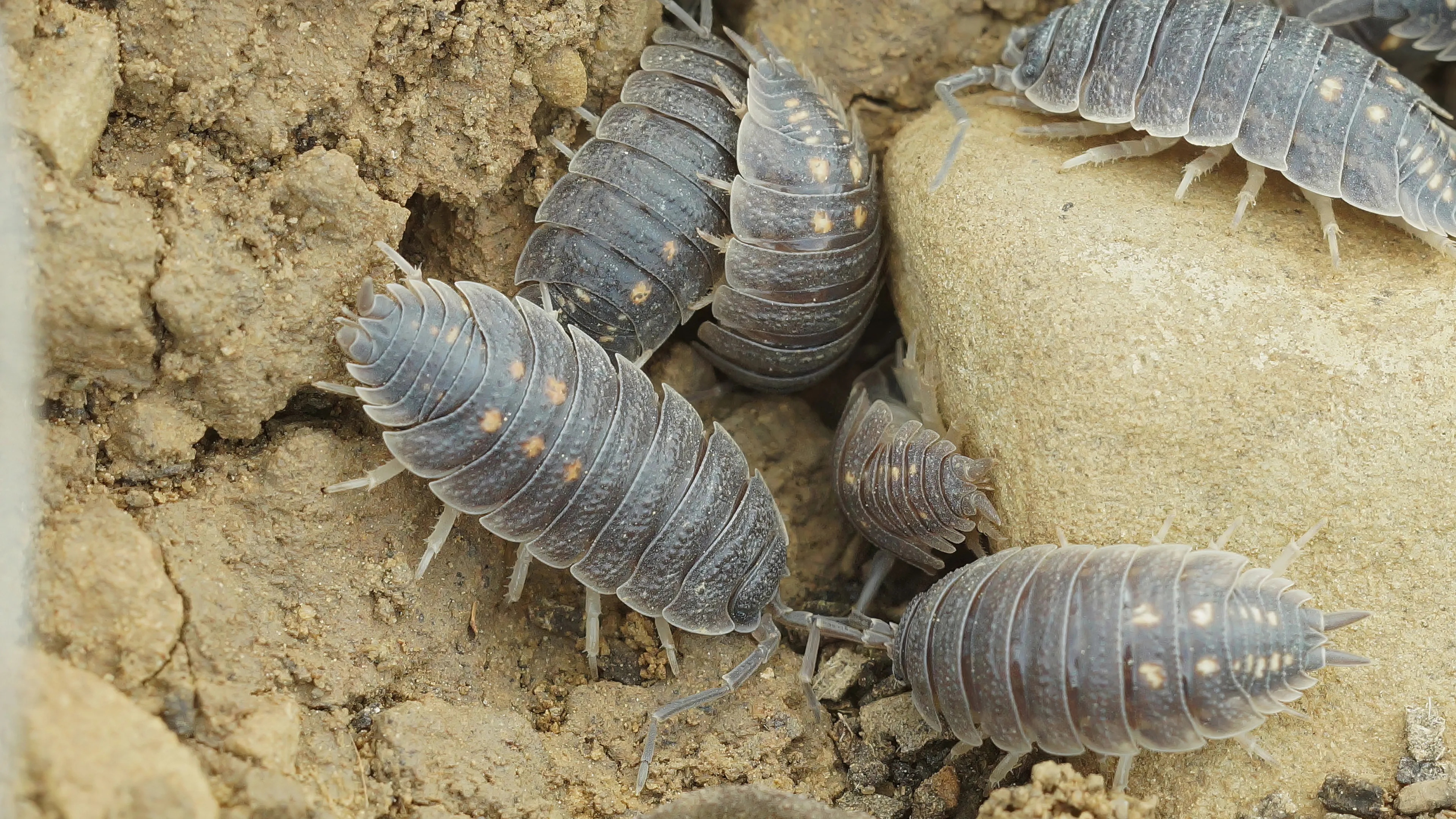 Pillbugs | Team Pest USA