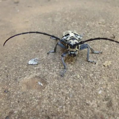 America's Pest Prevention Team | Team Pest USA