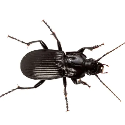 Identify Common Pests with Our Pest Gallery | Breda Pest Management