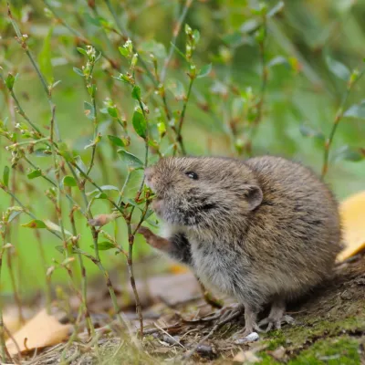 Identify Common Pests with Our Pest Gallery | Breda Pest Management