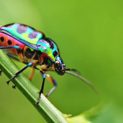 Learn from the Pest Library | Palmetto Exterminators