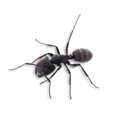 Ozane Termite & Pest Control | Pest Library | Ozane Termite & Pest Control