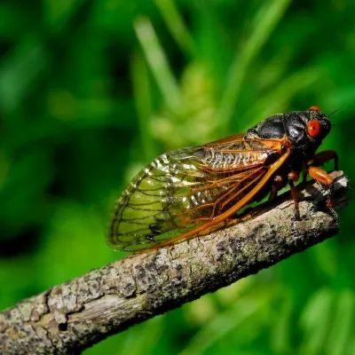 Learn from the Pest Library | Palmetto Exterminators