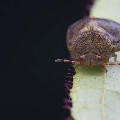 Learn from the Pest Library | Palmetto Exterminators