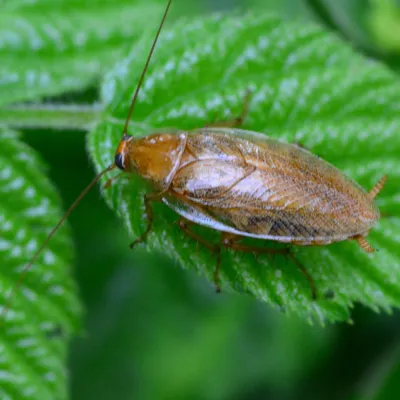 Pest Library | Mares Exterminating