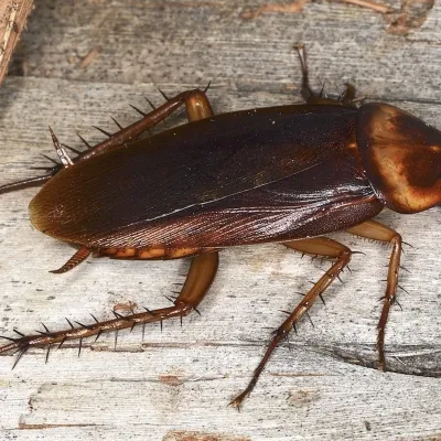 Best Pest, Termite & Mosquito Control | Palmetto Exterminators