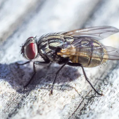 Pest Library | Mares Exterminating