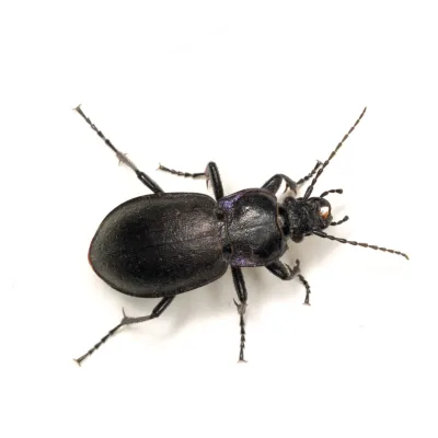 Ozane Termite & Pest Control | Pest Library | Ozane Termite & Pest Control