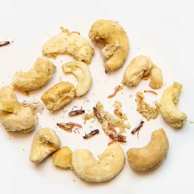 Ozane Termite & Pest Control | Pest Library | Ozane Termite & Pest Control
