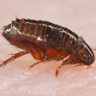 Pest Library | Mares Exterminating