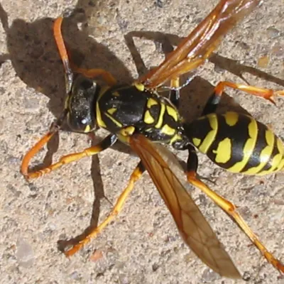 Learn from the Pest Library | Palmetto Exterminators