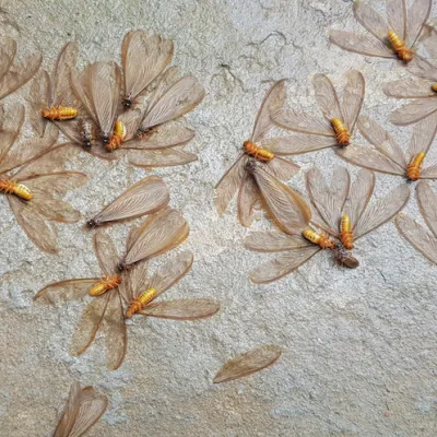 Pest Library | PestNow | PestNow