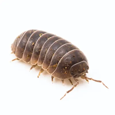 Learn from the Pest Library | Palmetto Exterminators