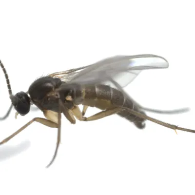 Learn from the Pest Library | Palmetto Exterminators