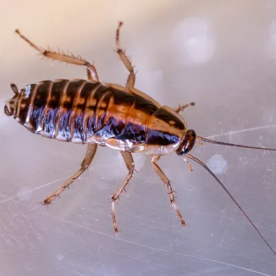 Ozane Termite & Pest Control | Pest Library | Ozane Termite & Pest Control