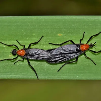 Learn from the Pest Library | Palmetto Exterminators