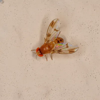 Learn from the Pest Library | Palmetto Exterminators