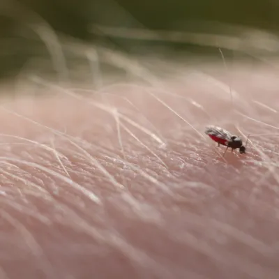 Learn from the Pest Library | Palmetto Exterminators