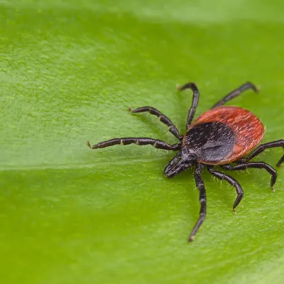 Best Pest, Termite & Mosquito Control | Palmetto Exterminators