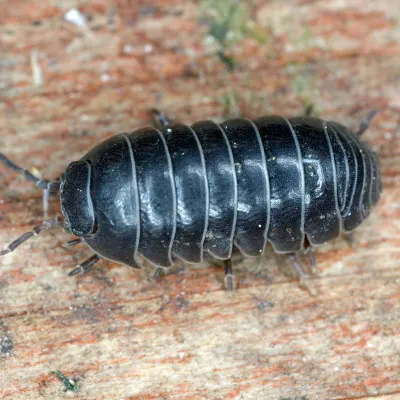 Pest Library | Mares Exterminating