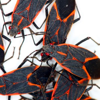 Learn from the Pest Library | Palmetto Exterminators