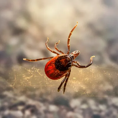 Pest Library | Mares Exterminating