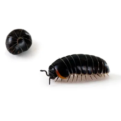Ozane Termite & Pest Control | Pest Library | Ozane Termite & Pest Control