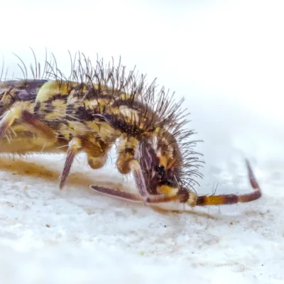 Learn from the Pest Library | Palmetto Exterminators