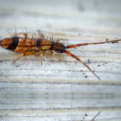 Pest Library | Mares Exterminating