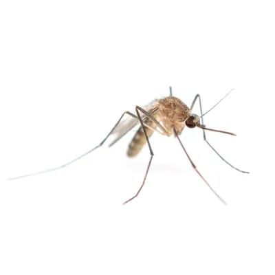 Ozane Termite & Pest Control | Pest Library | Ozane Termite & Pest Control