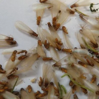 Pest Library | PestNow | PestNow