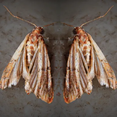 Pest Library | Mares Exterminating