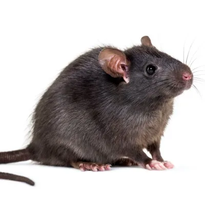 Learn from the Pest Library | Palmetto Exterminators