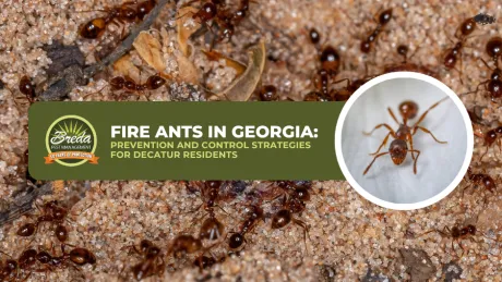 Types of Scorpions Found In Georgia | Breda Pest Management