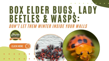 Culex Mosquito | Breda Pest Management