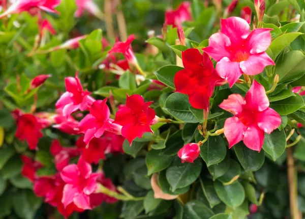 Landscape | Pike Nurseries