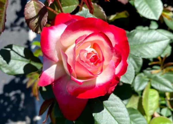 Summer How-To | Pike Nurseries