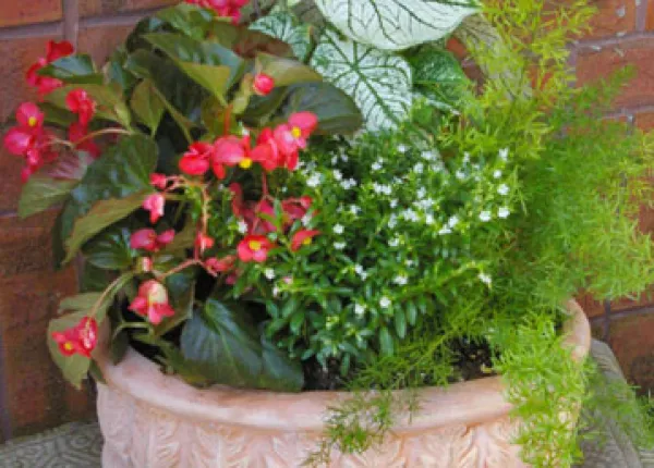 Container Gardens | Pike Nurseries