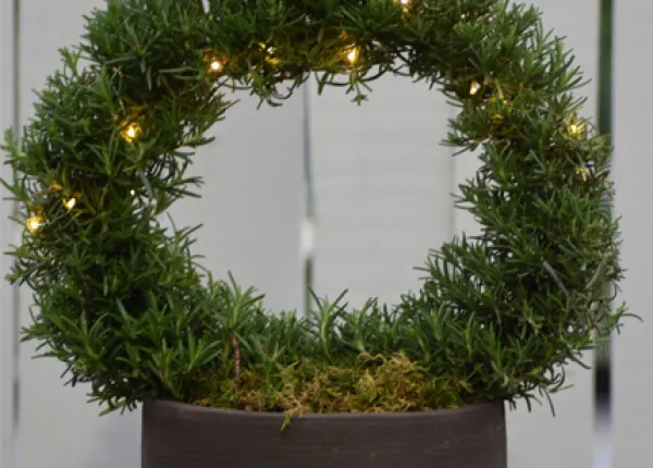 Rosemary Cone With Berries DIY | Pike Nurseries