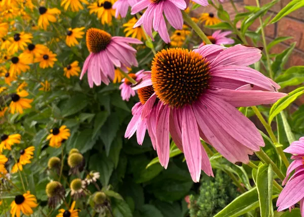 Landscape | Pike Nurseries