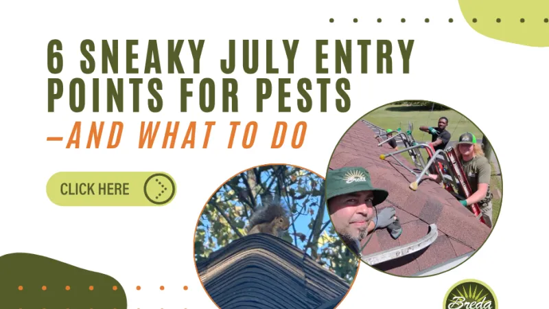 Seal Your Roswell Home Against July's Creepy Crawly Invaders | Breda ...