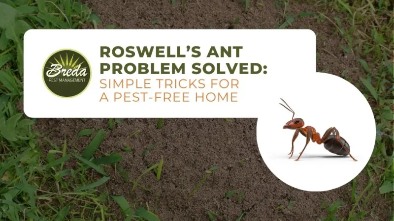 Simple Strategies for Keeping Roaches Out of Your Home | Breda Pest ...