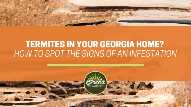 What is a Termite Clearance Letter and When Do You Need One? | Breda ...